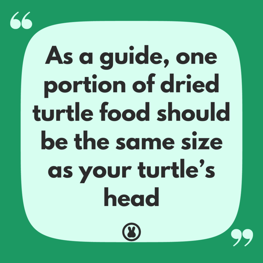 Discovering the Best Pet Turtle for Beginners: Your Shell-tastic ...
